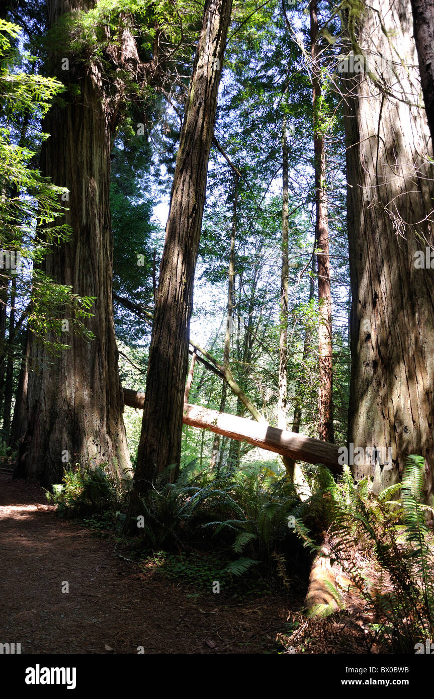Redwoods National Park, California, USA Stock Photo - Alamy