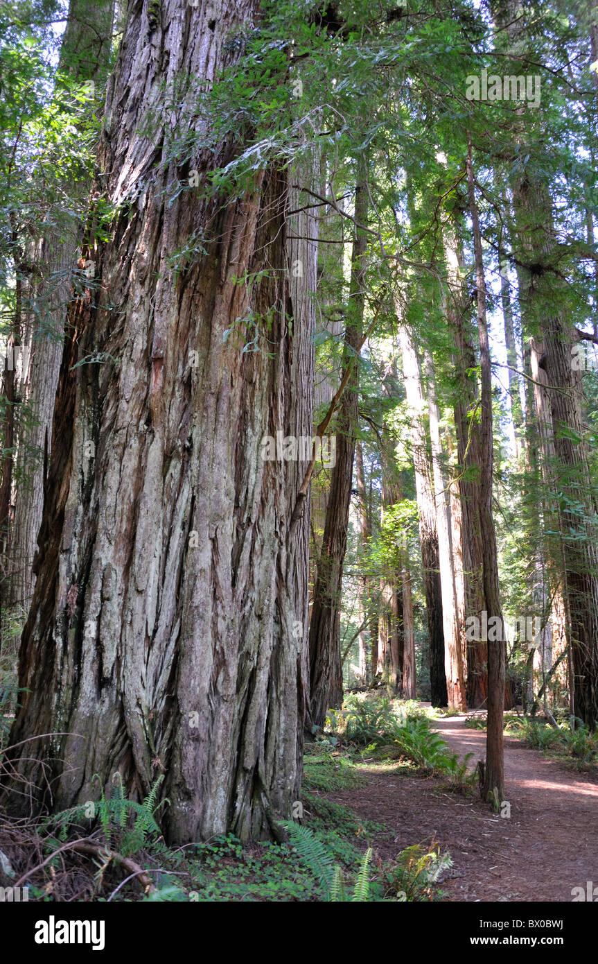 Redwoods National Park, California, USA Stock Photo - Alamy