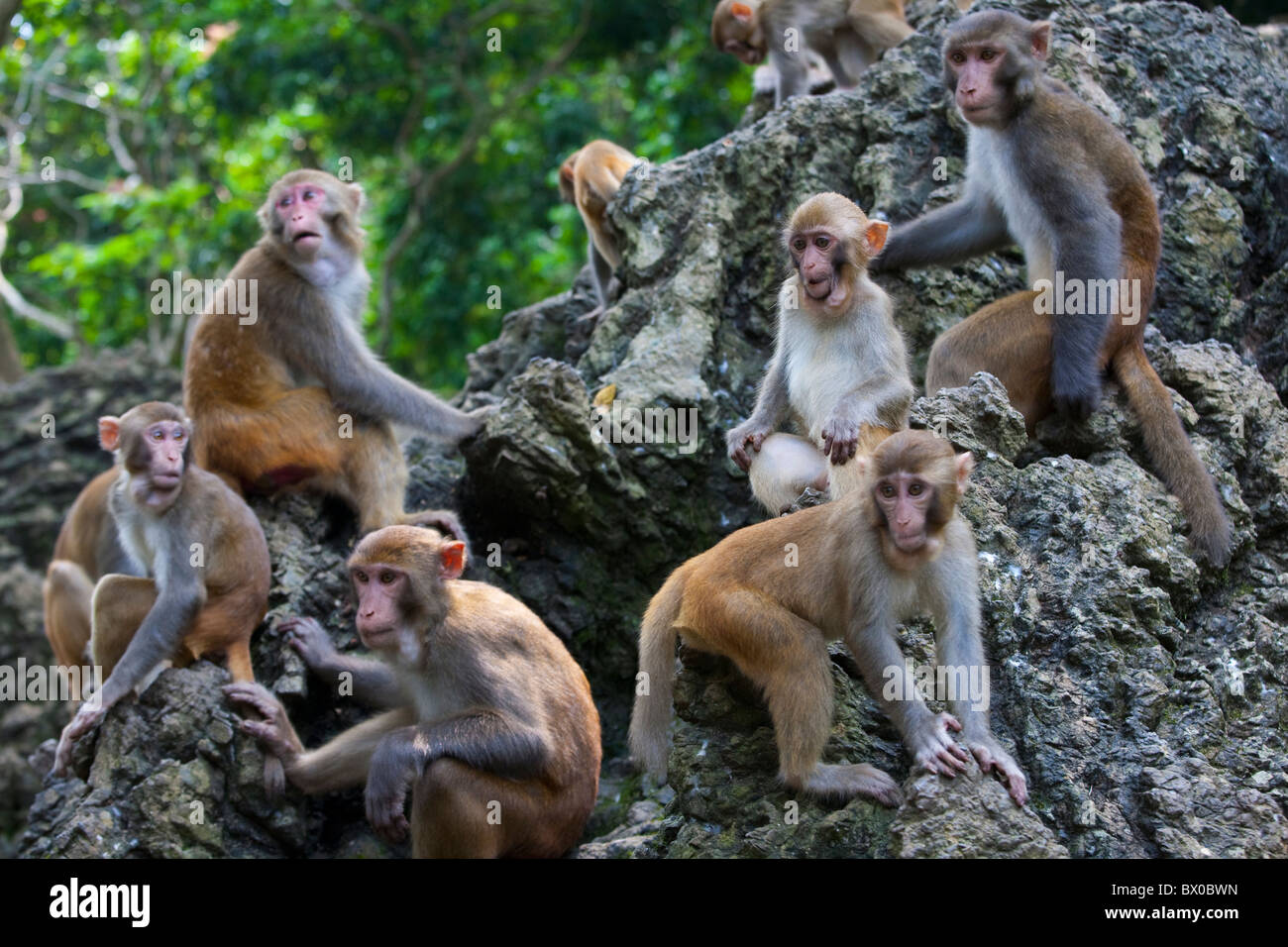 Macaques monkeys resting on rocks, Longhushan, Detian Scenic Spot ...