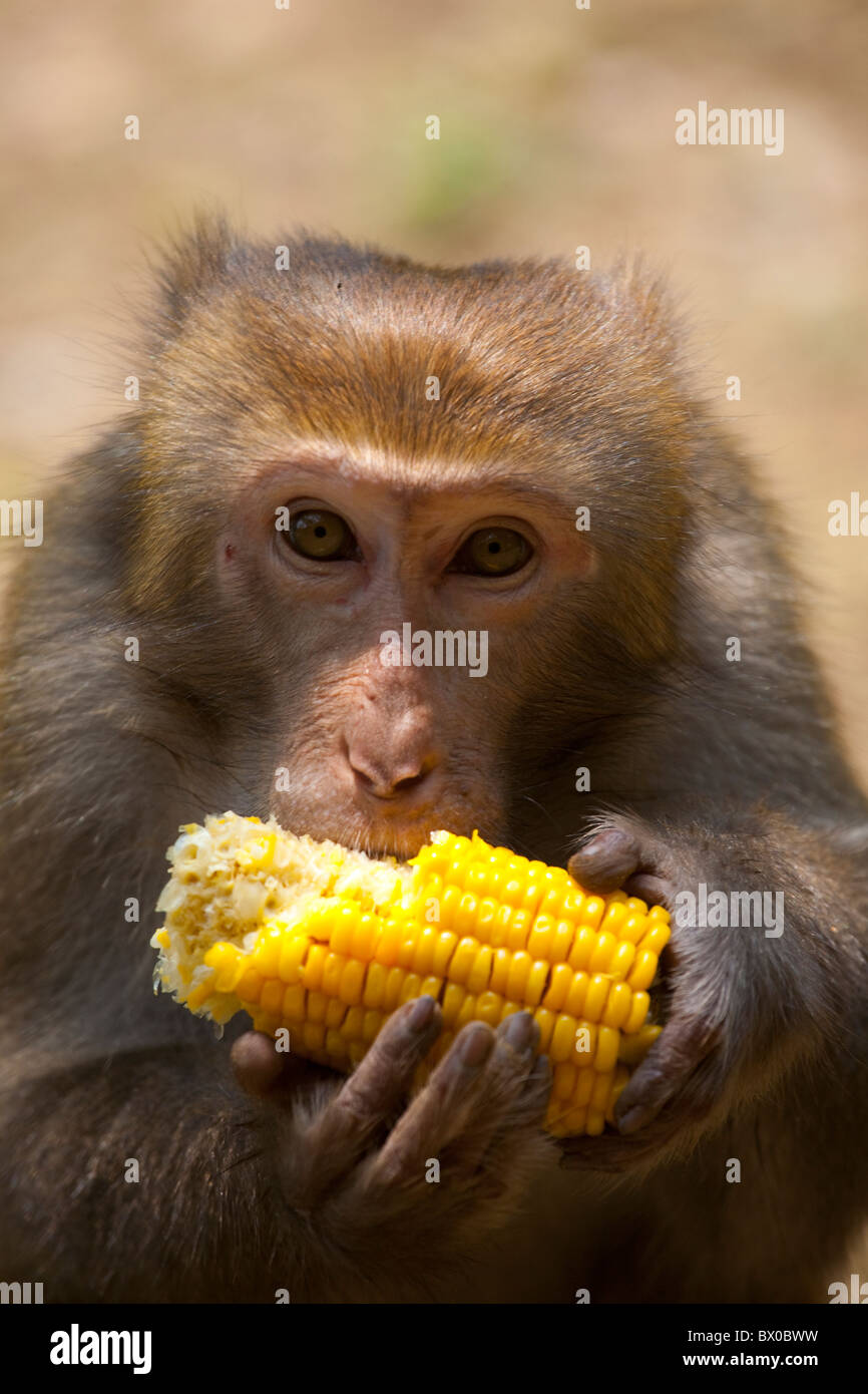 Monkey eat china hi-res stock photography and images - Alamy
