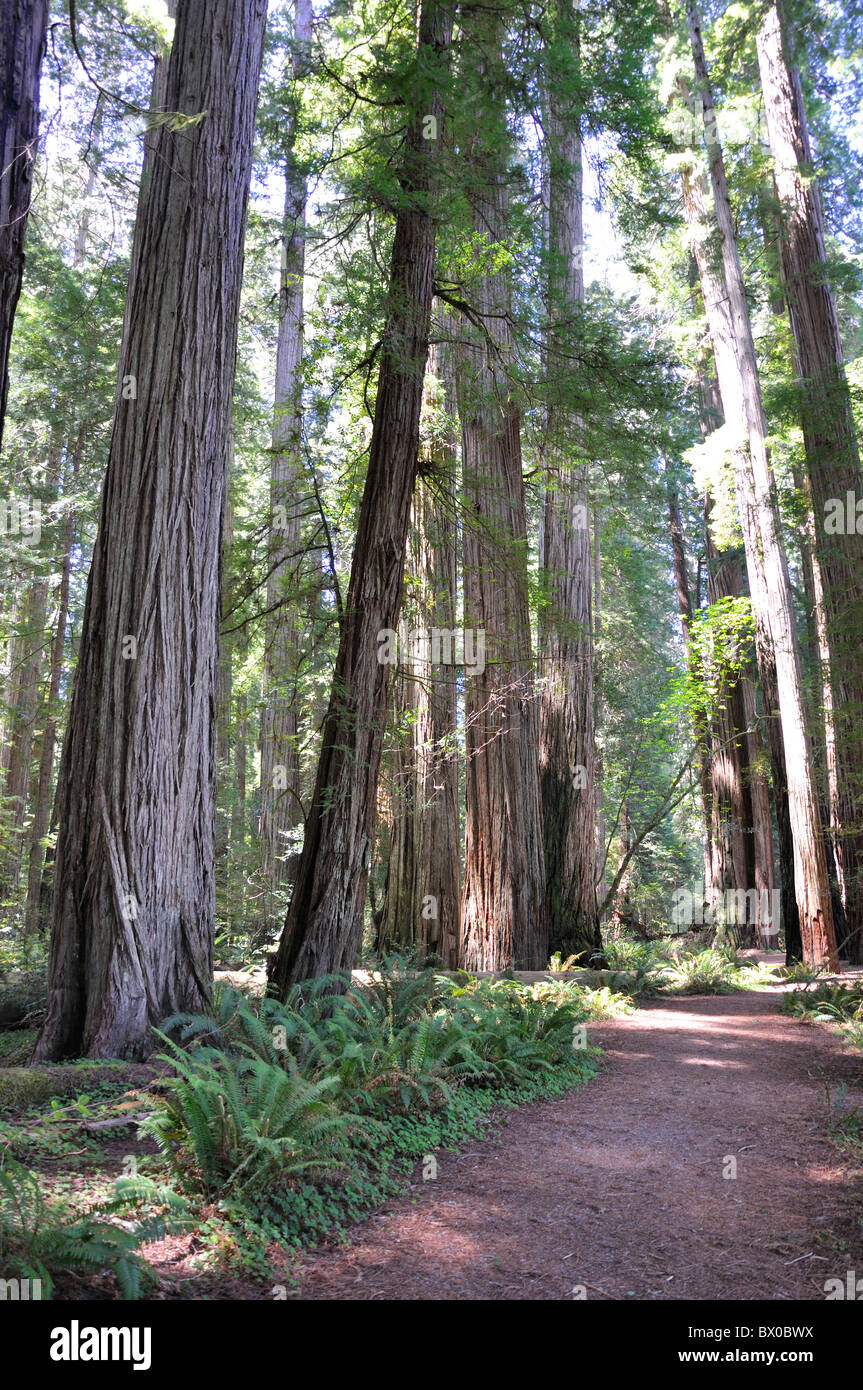 Redwoods National Park, California, USA Stock Photo - Alamy