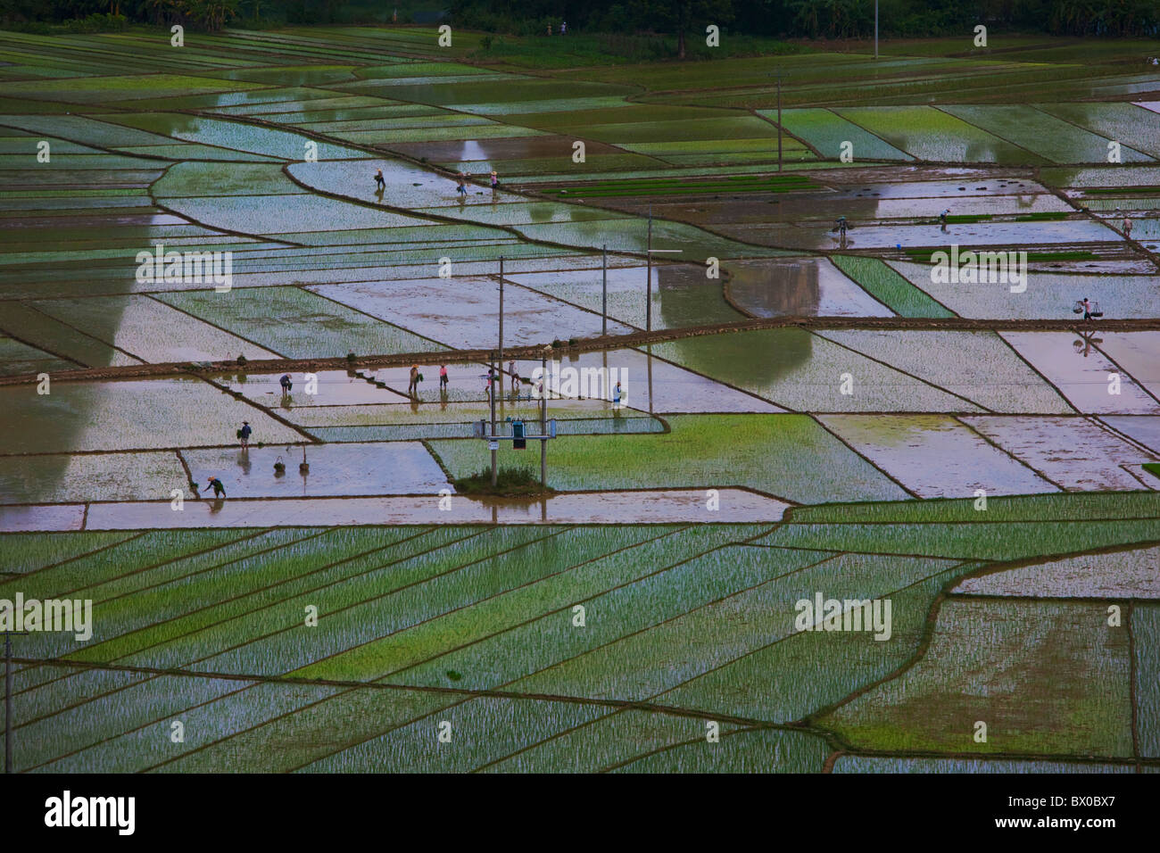Rice paddy in Detian Scenic Spot, Daxin, Guangxi Province, China Stock ...