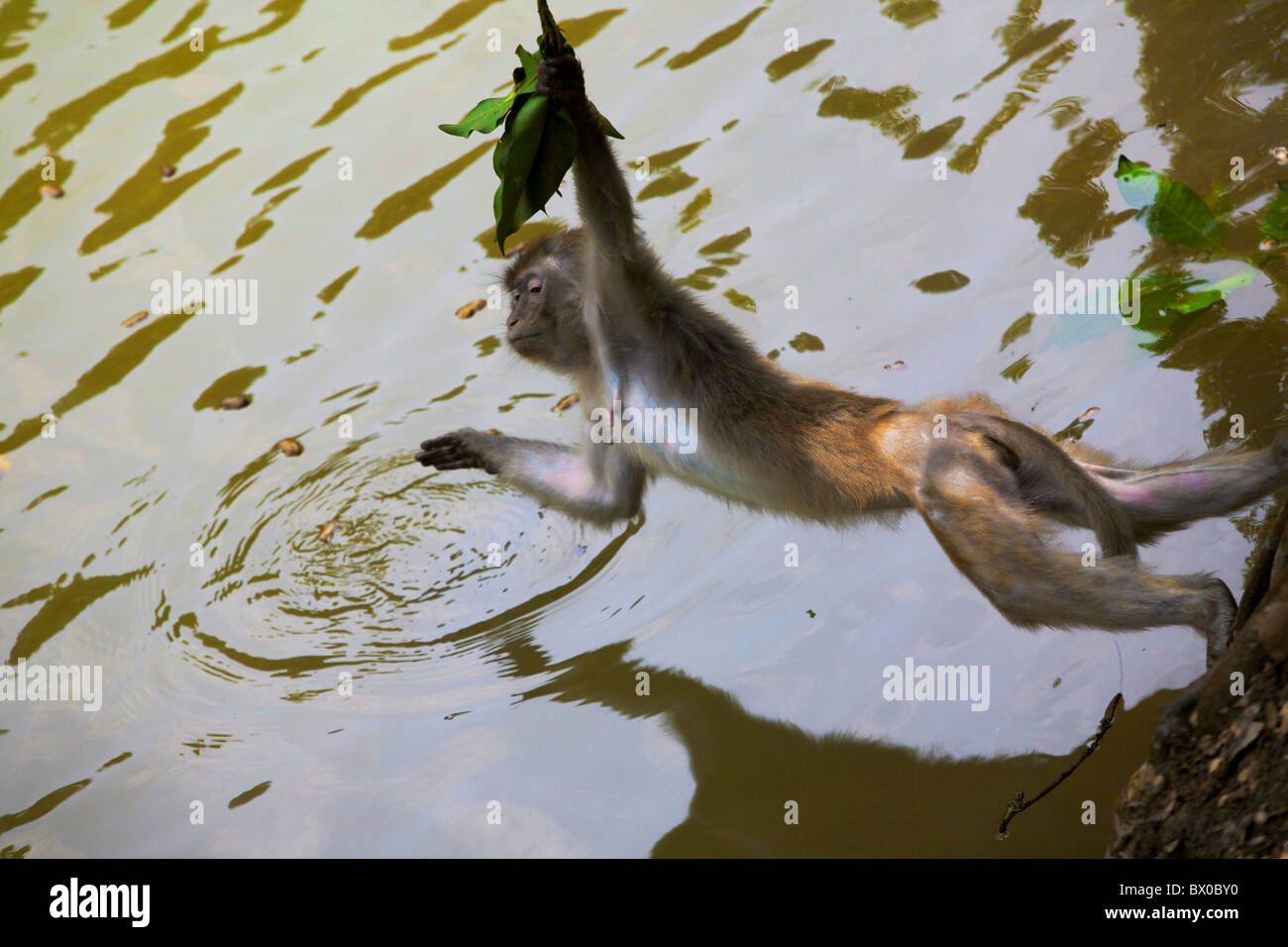 Monkey hanging branch hi-res stock photography and images - Alamy