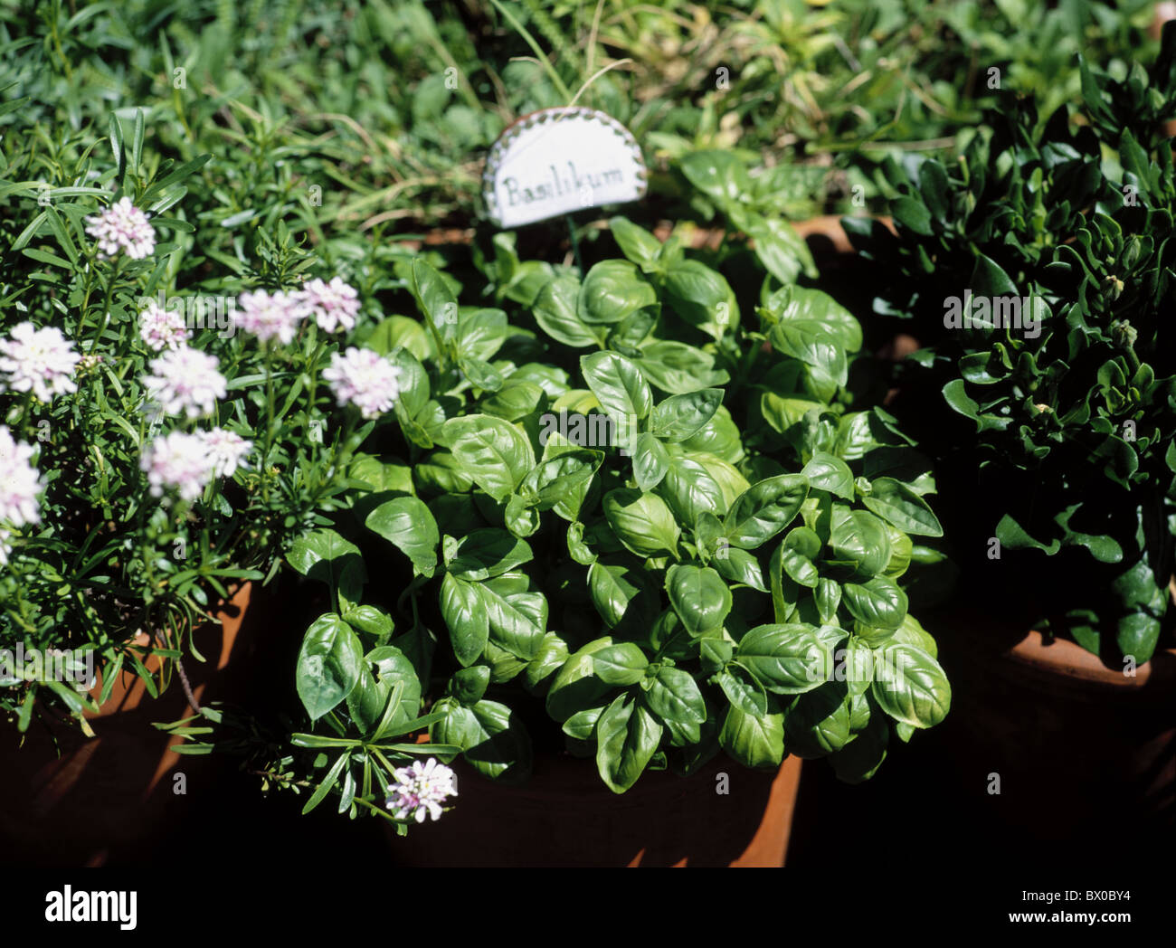 basil flowerpot flowering plant garden herbs tops terrace pot potted ...