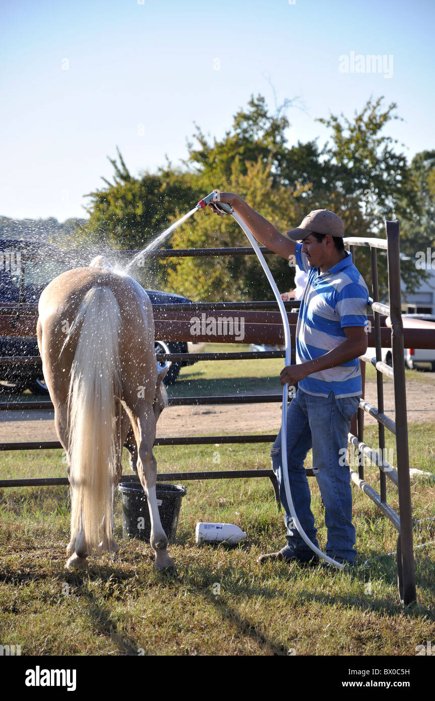 Man washing horse Stock Photo - Alamy