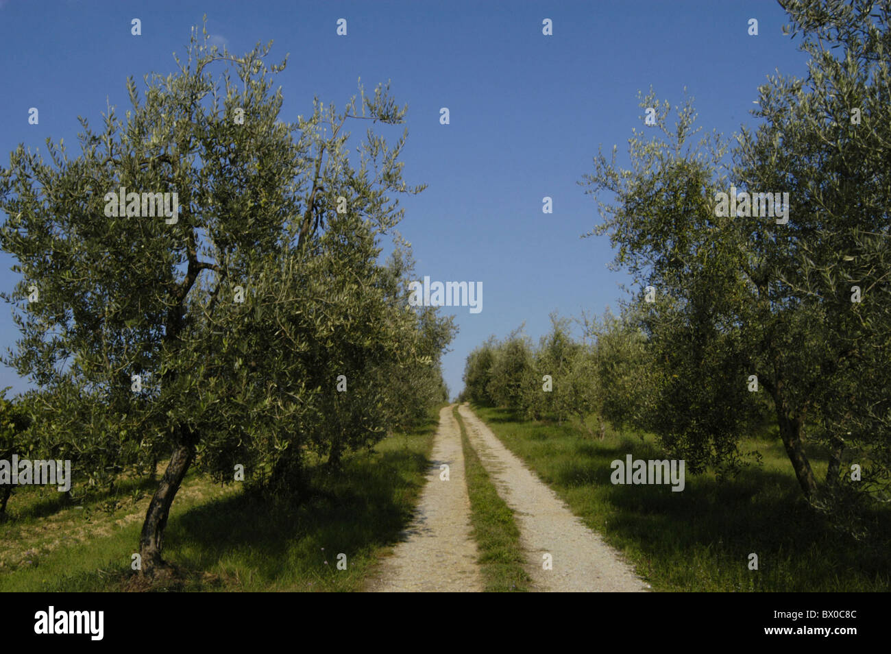 Olive country hi-res stock photography and images - Alamy