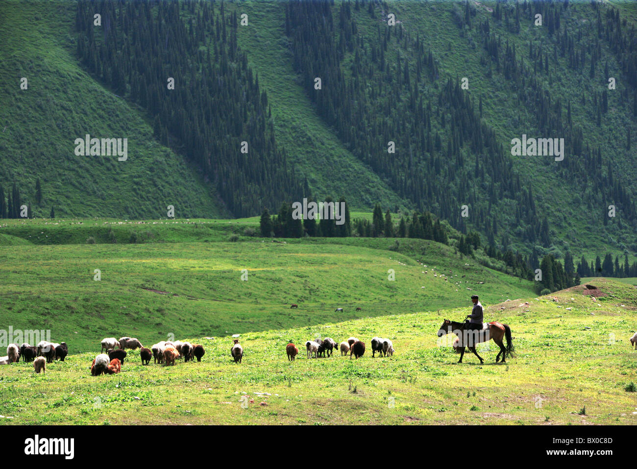 Kazakh man herding sheep, Nalat Grassland, Ili Kazakh Autonomous ...