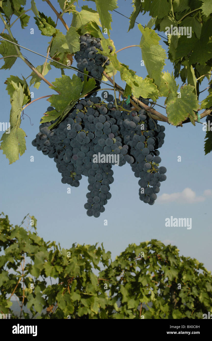 blue detail I Italy Europe agriculture shoots vine stock grapes ...