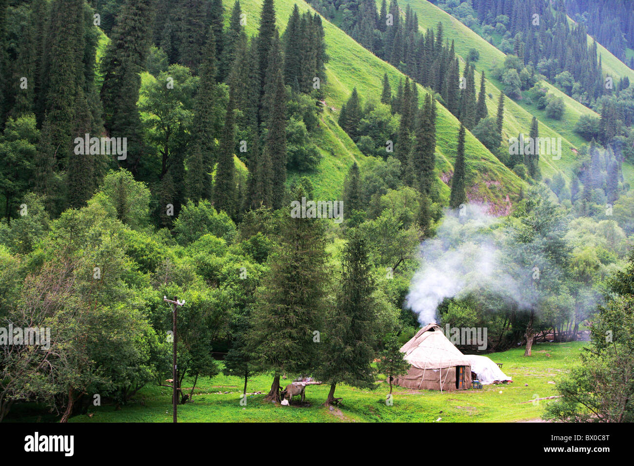 A yurt in pine forest, Nalat Grassland, Ili Kazakh Autonomous ...