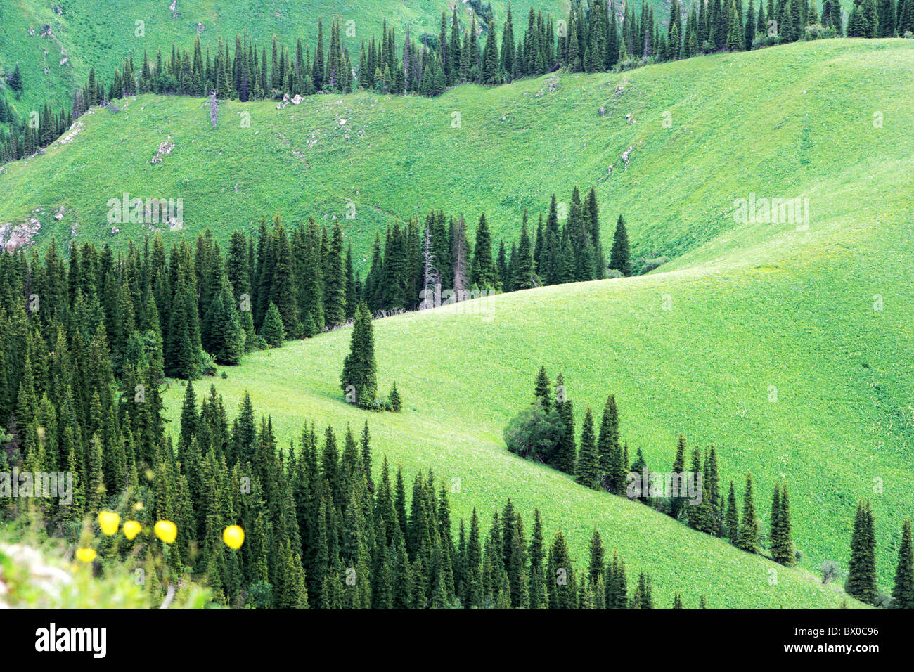 Lush green pasture and forest in Nalat Grassland, Ili Kazakh Autonomous ...