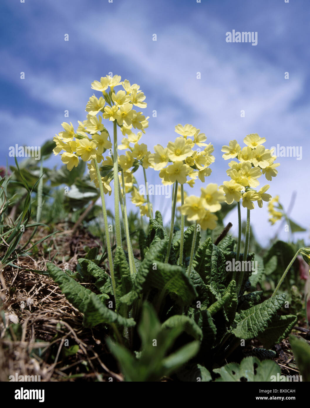 group sky key flower flowers Stock Photo - Alamy