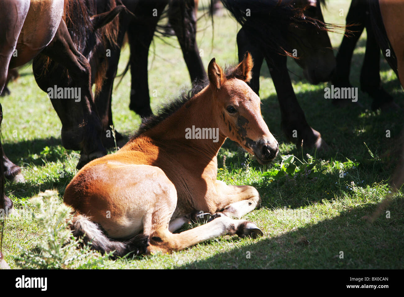 Horse calf resting, Zhaosu Military Horse Ranch, Ili Kazakh Autonomous ...