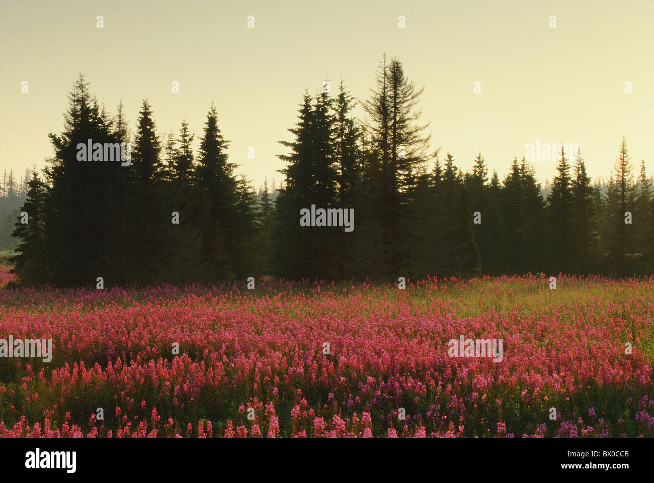 Alaska flower flower sea flowers field blossom flourish flower ...