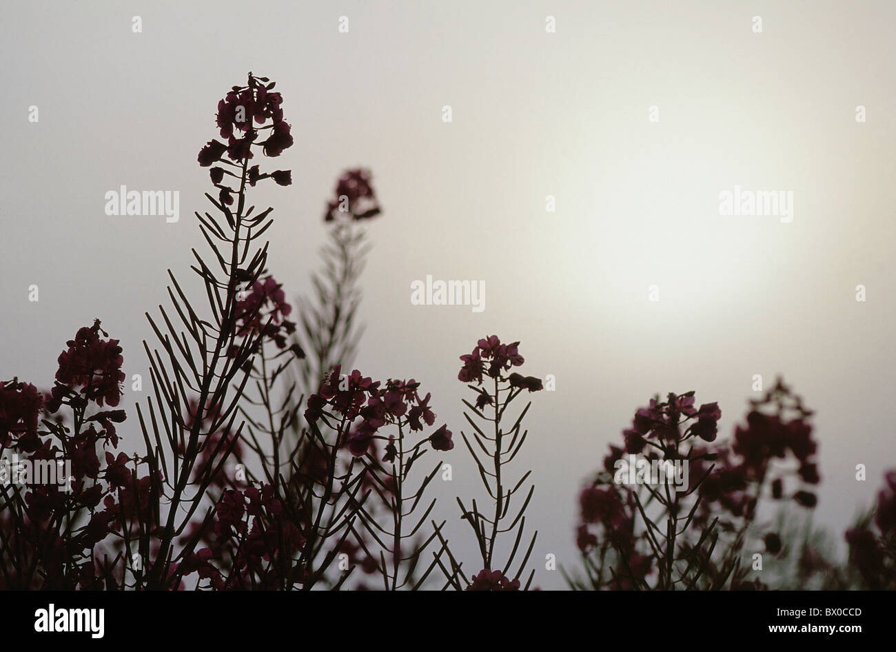 Alaska flower flowers field blossom flourish botany Epilobium ...