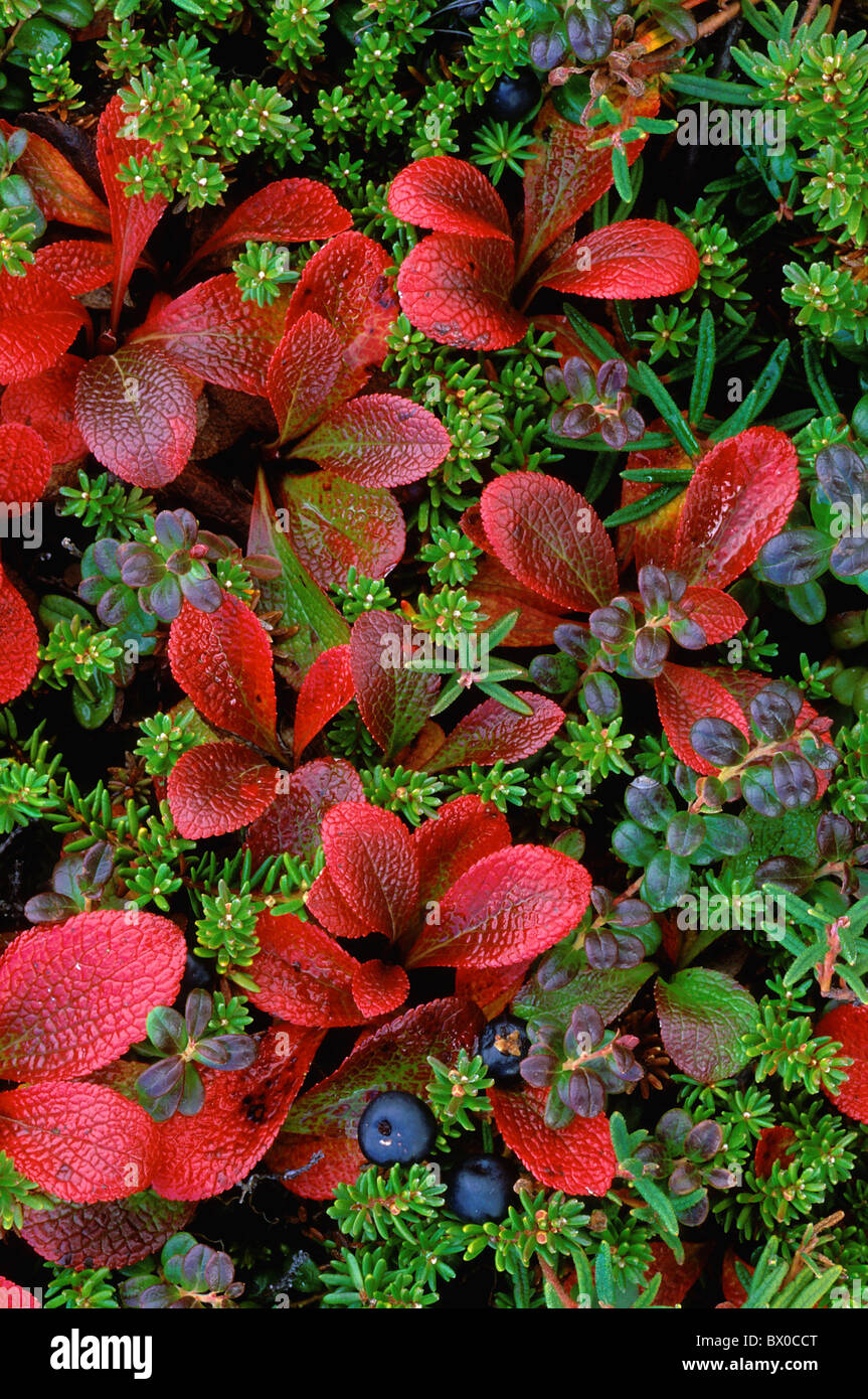 scenery Alaska arctic berries leaves Denali national park autumn moss ...