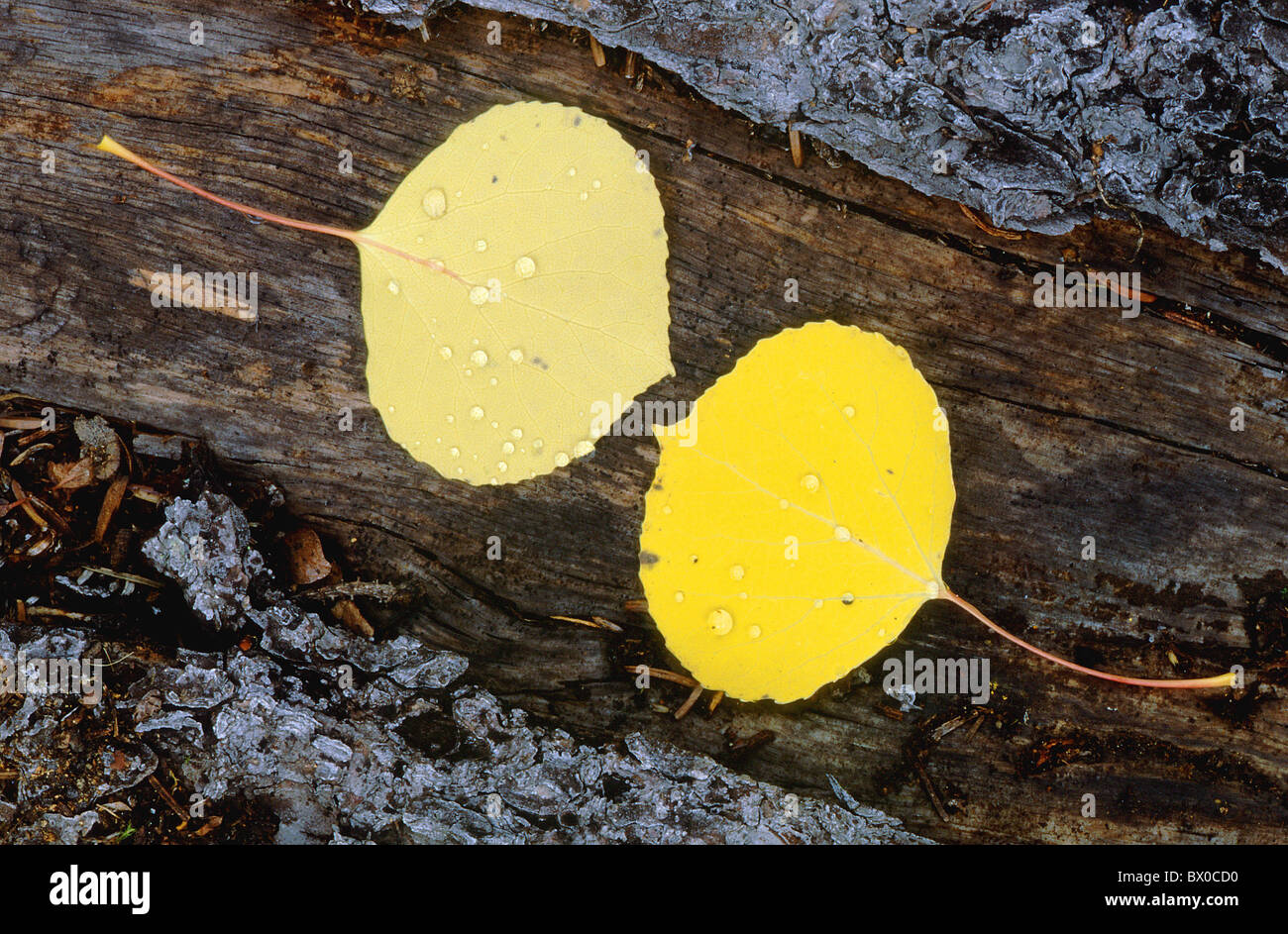 Alaska summer birch forest hi-res stock photography and images - Alamy