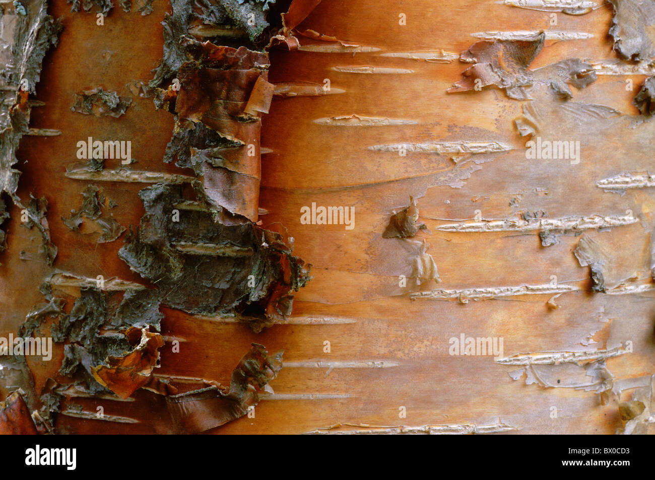 Alaska Alaska highway tree bark birch birch bark Close up detail ...
