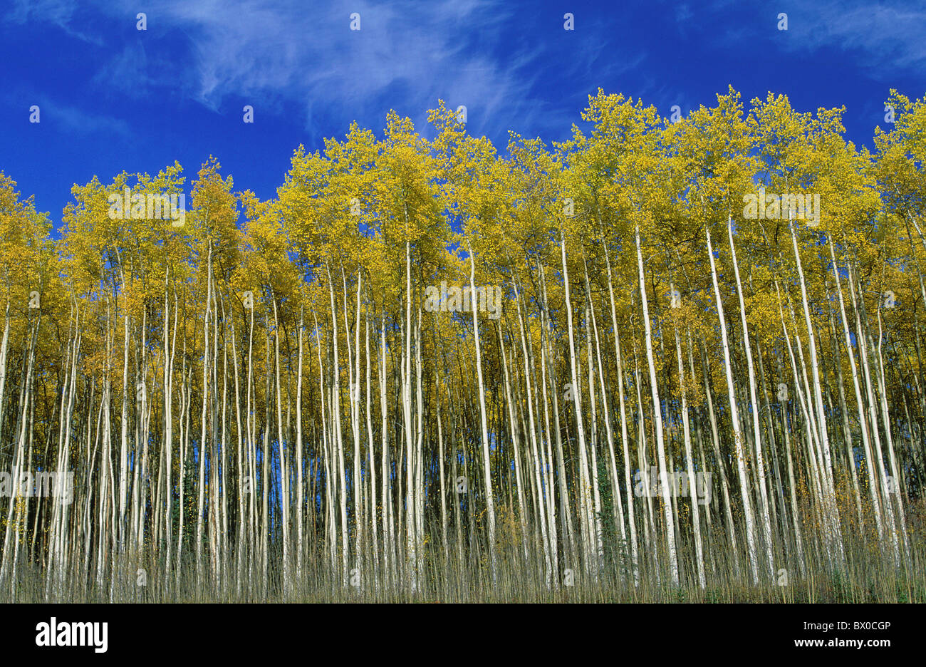 Alaska birch tree trunks hi-res stock photography and images - Alamy