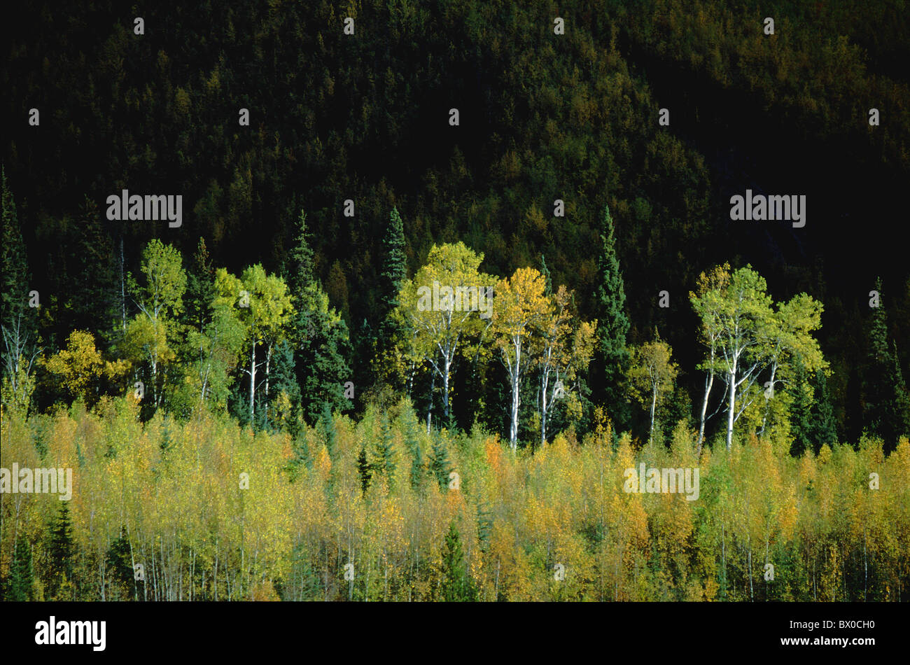 Alaska birch tree trunks hi-res stock photography and images - Alamy