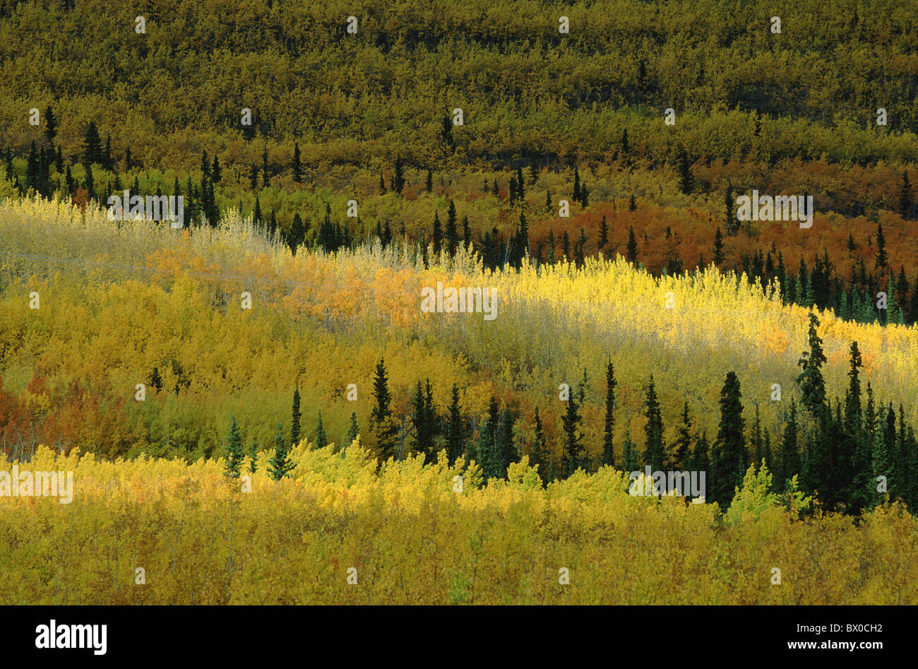 Alaska summer birch forest hi-res stock photography and images - Alamy