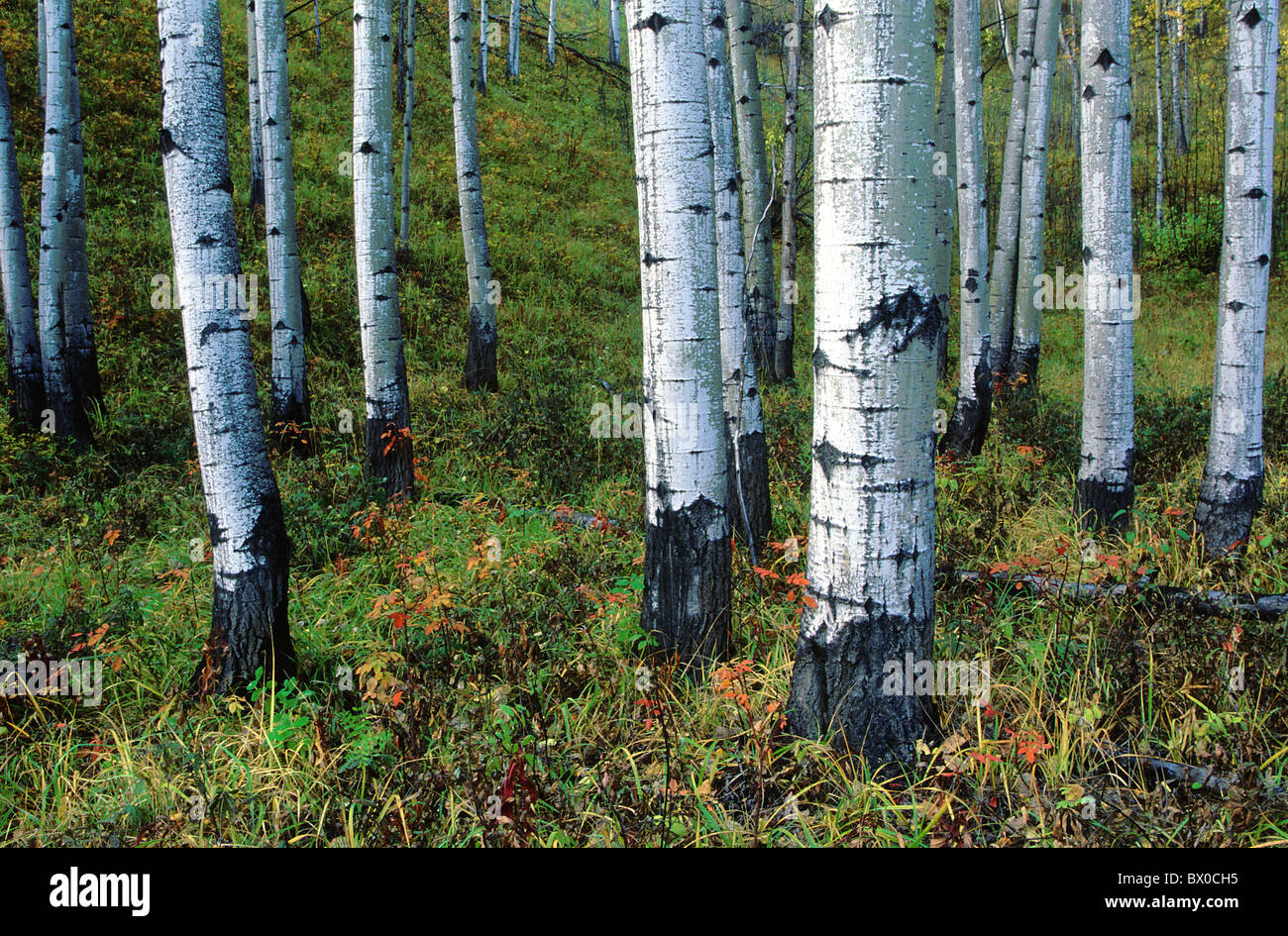 Alaska Alaska highway tree trees bark trunk trunks birch birches wood ...