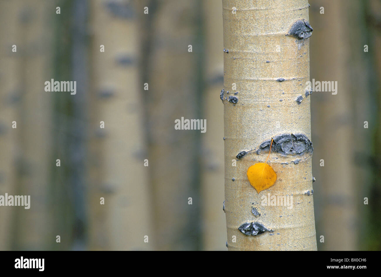 Alaska birch tree trunks hi-res stock photography and images - Alamy