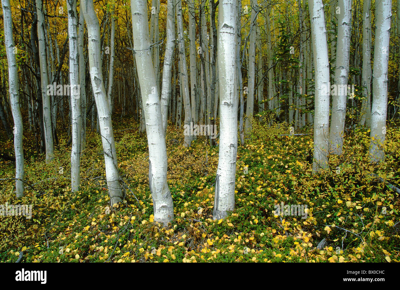Alaska Alaska highway tree trees bark trunk trunks birch birches wood ...