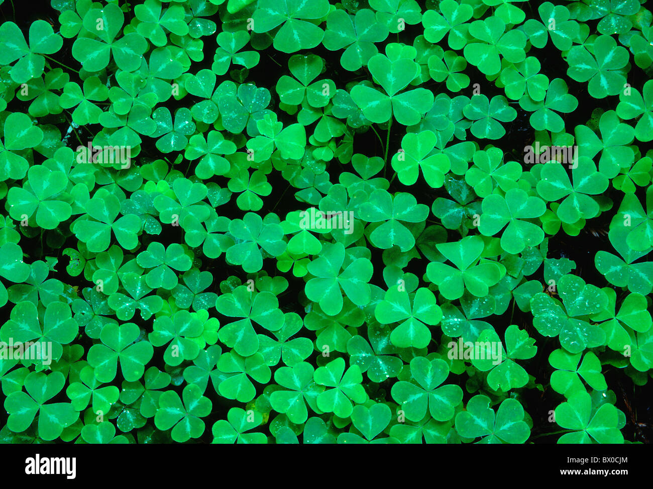 botany humid moist humidity moisture graphically graphic pattern sample ...