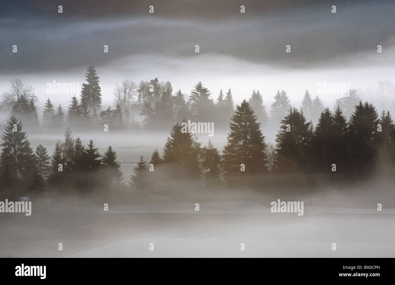 trees dusk twilight morning fog fog mood wood forest scenery ...