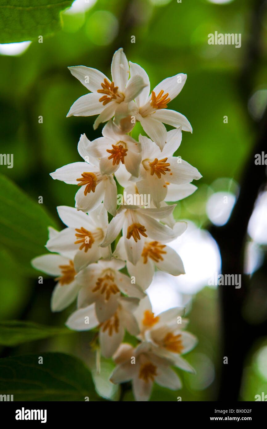 Blooming wild flowers, China Stock Photo - Alamy