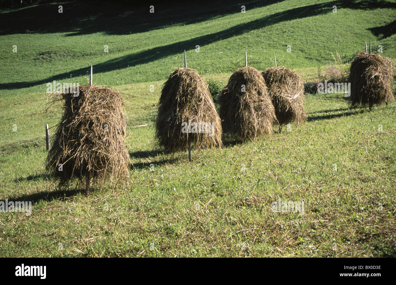 agriculture Alps canton Bern Bernese Oberland hay hay bundle hay drying ...