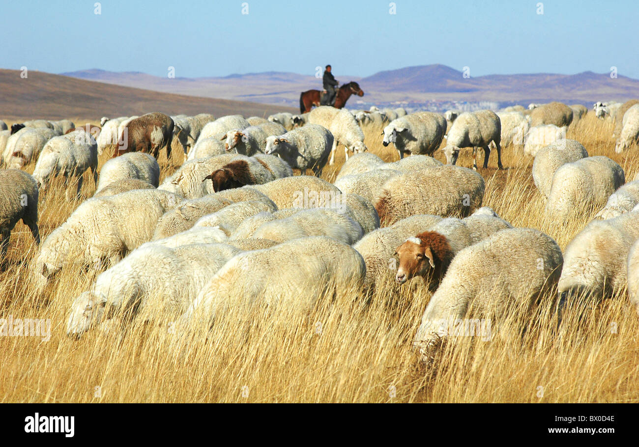 Mongolian herding a flock of grazing sheep, Hulun Buir Grassland ...