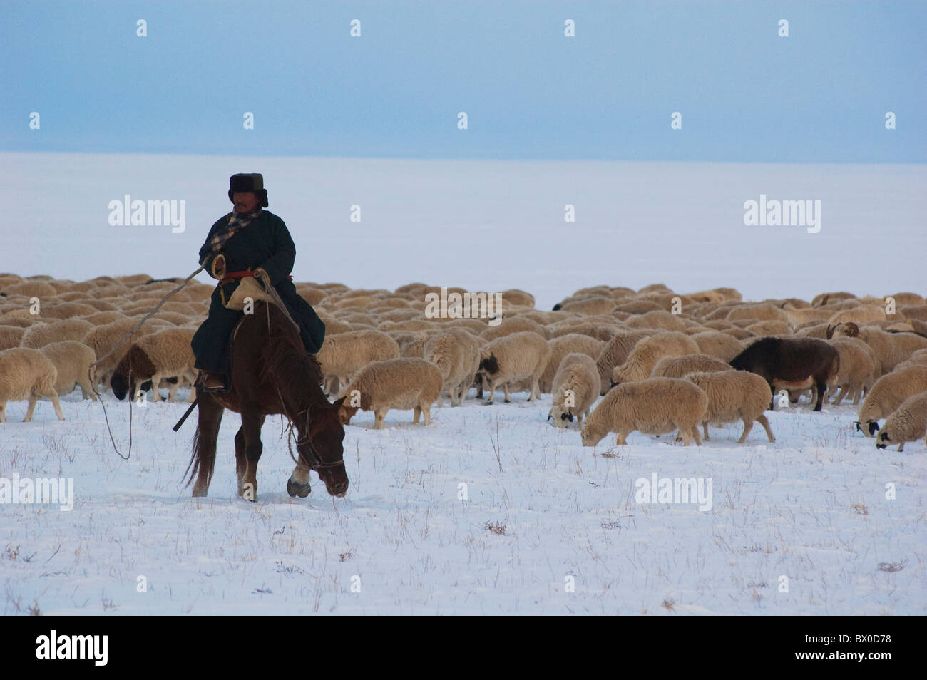 Barag Mongolian man herding a flock of grazing sheep, Old Barag Banner ...