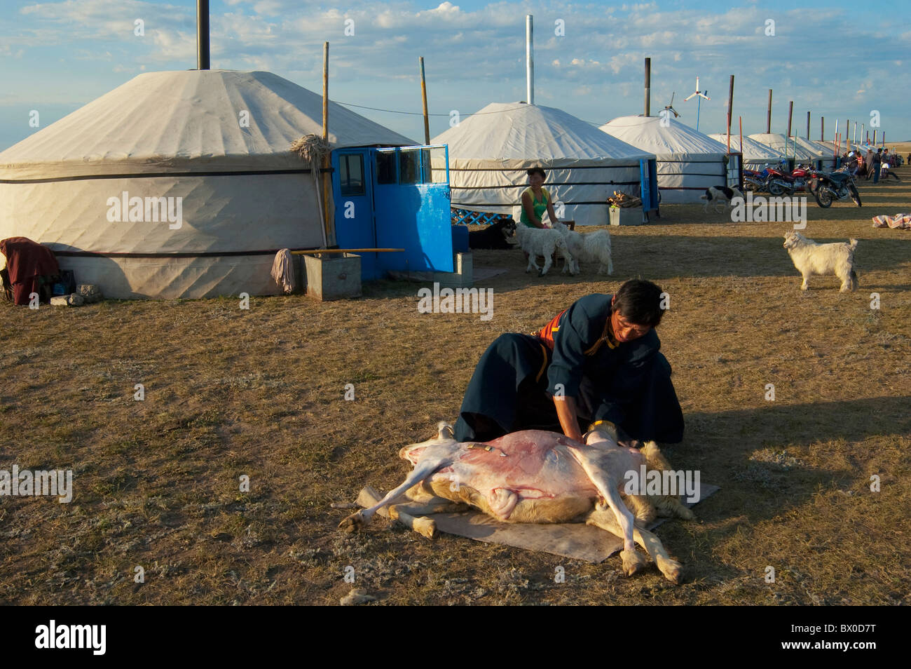 Barag Mongolian man slaughtering sheep, Old Barag Banner, Hulunbuir ...