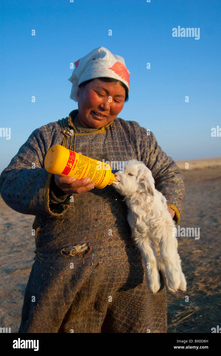 Barag Mongolian woman nursing a lamb cub, Old Barag Banner, Hulunbuir ...