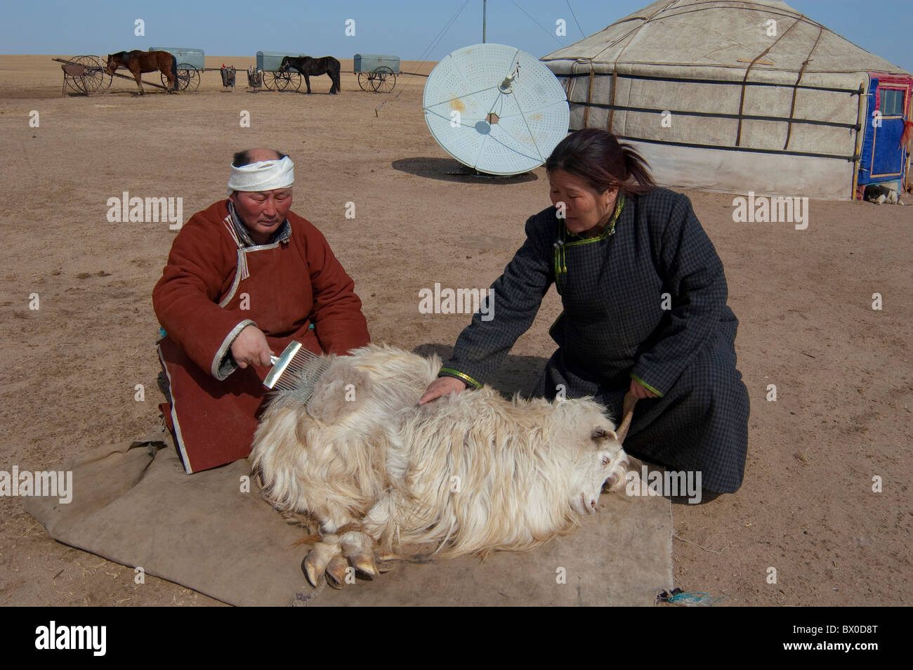 Barag Mongolian people combing cashmere from a goat, Old Barag Banner ...