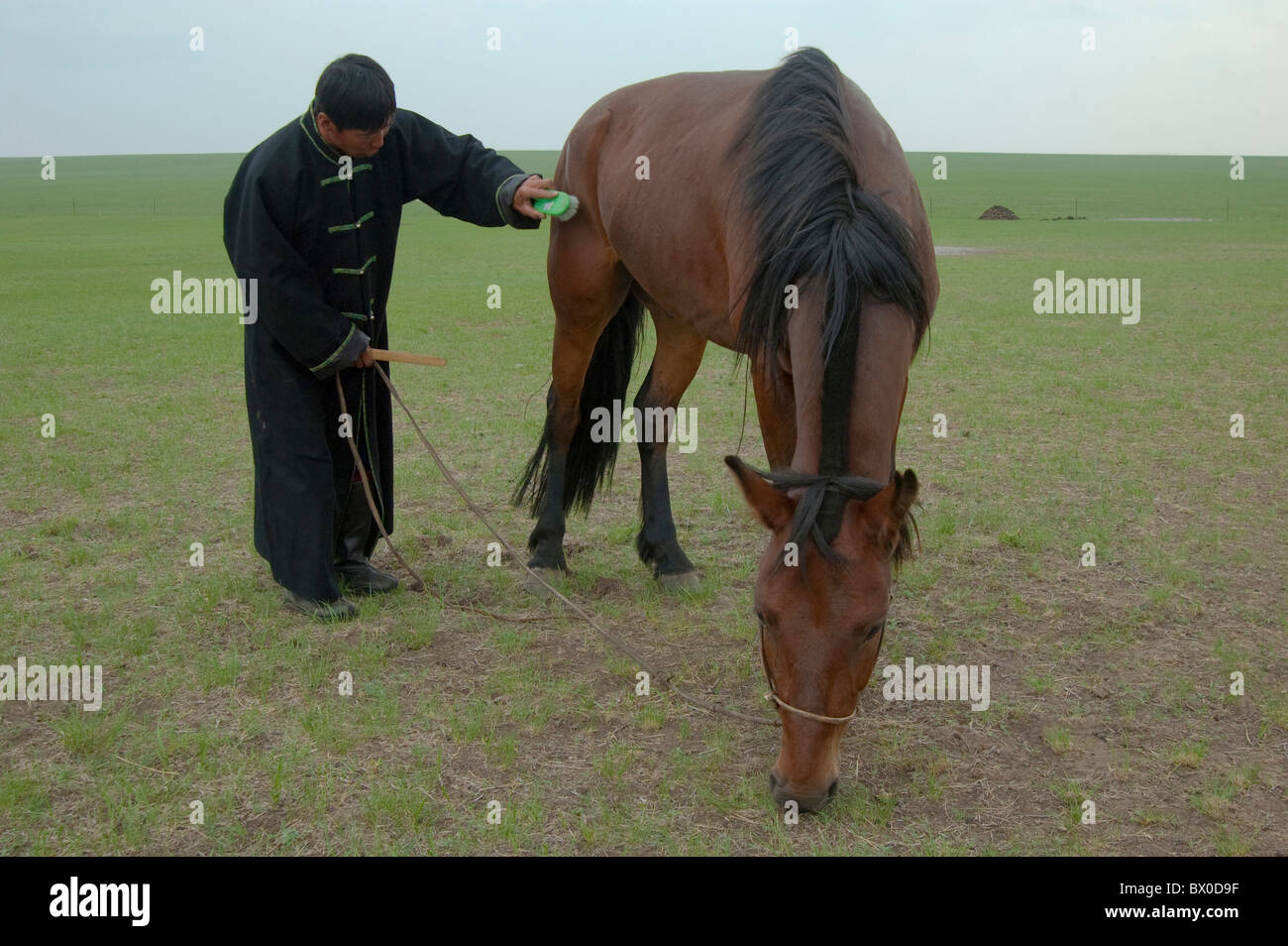 Barag Mongolian man brushing his horse, Old Barag Banner, Hulunbuir ...