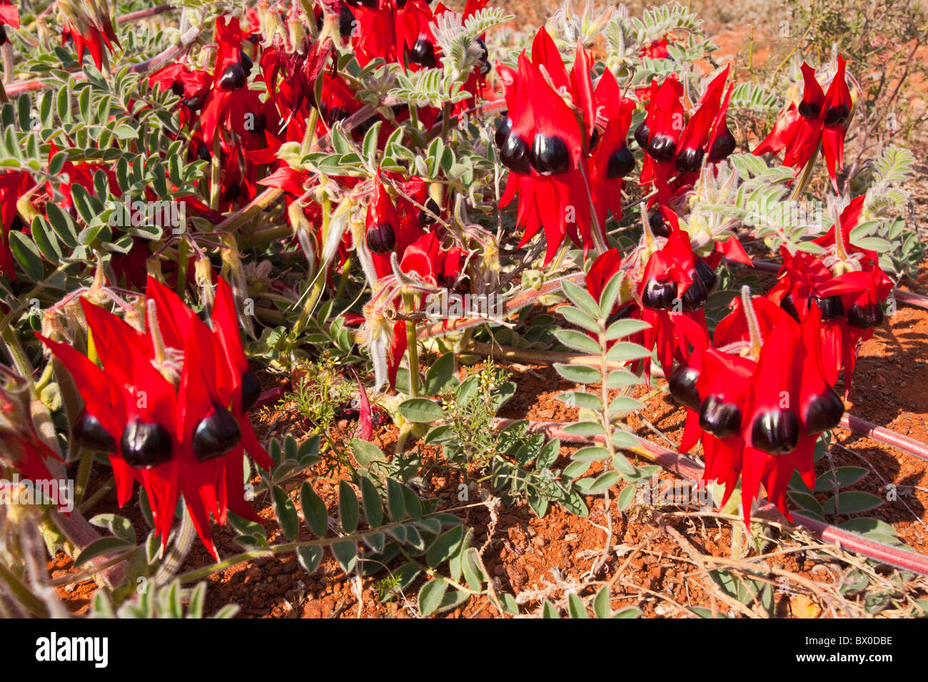 Sturts desert pea hi-res stock photography and images - Alamy