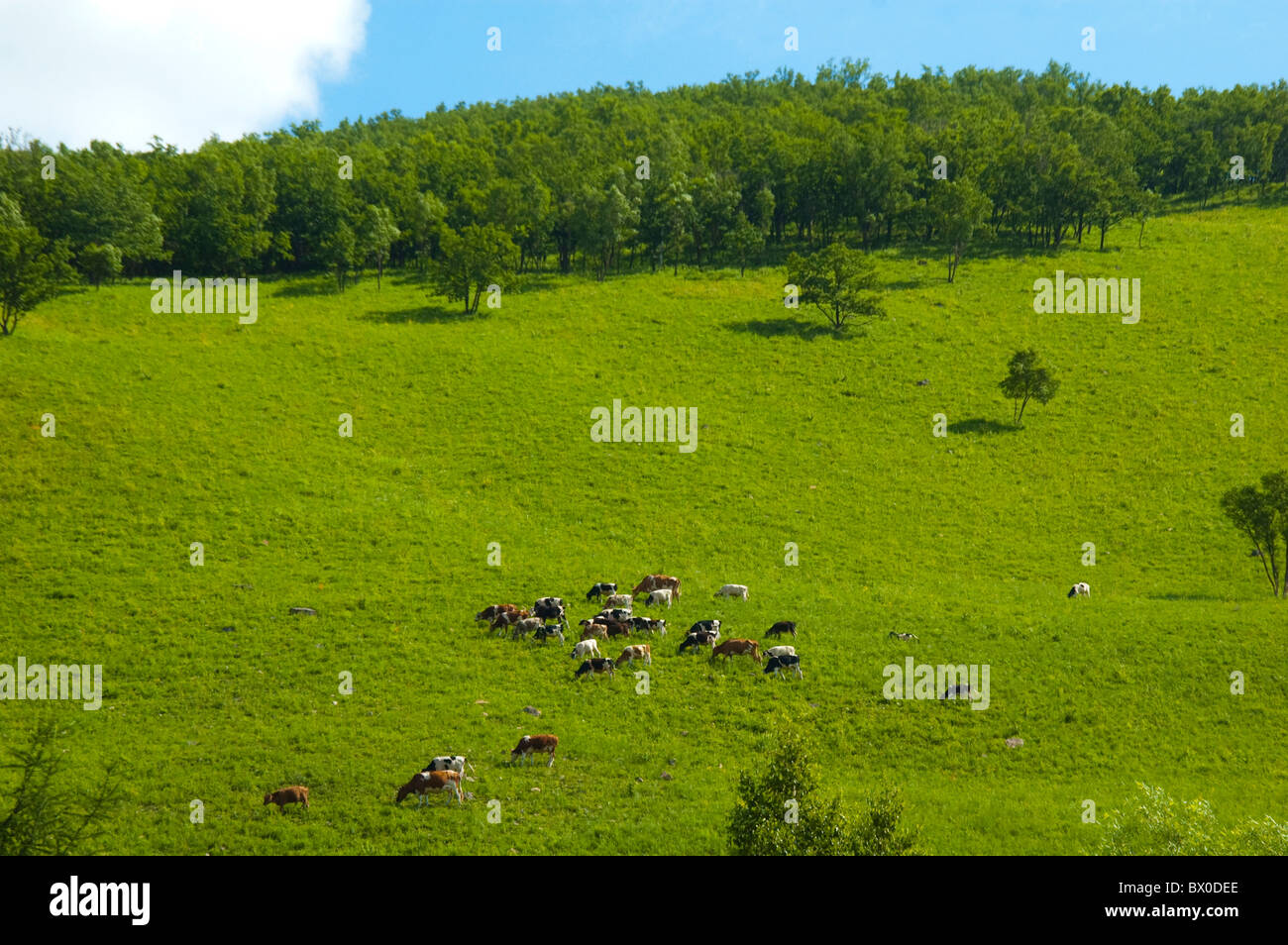 Hulun Buir Grassland, Manzhouli, Hulunbuir, Inner Mongolia Autonomous ...