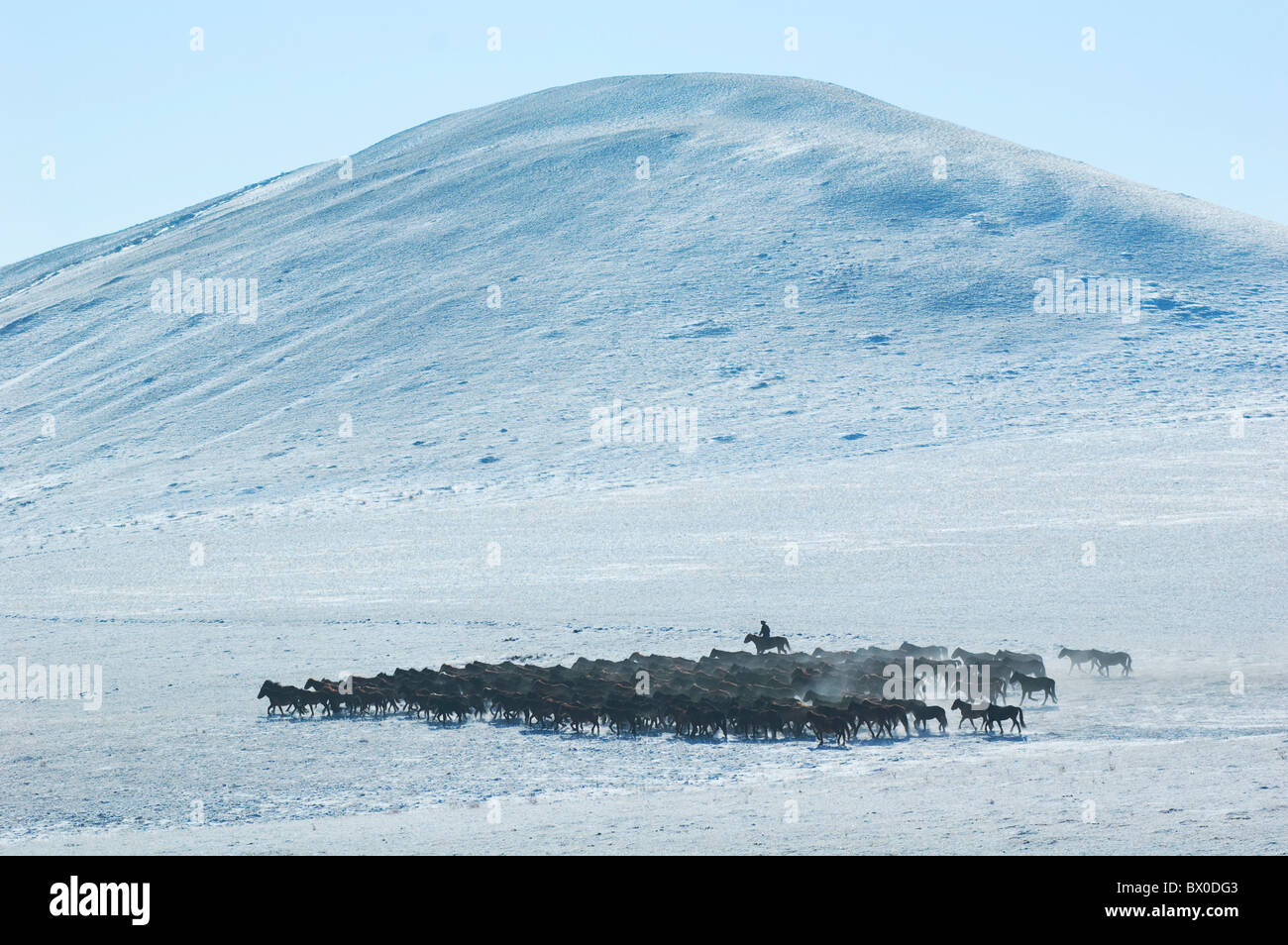 Herder herding Mongolian horses in winter, Hulun Buir Grassland ...