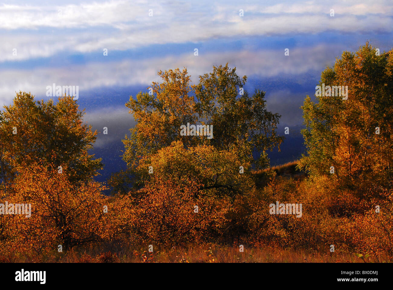 Dramatic fall leaves, Bashang Grassland, Hebei Province, China Stock ...