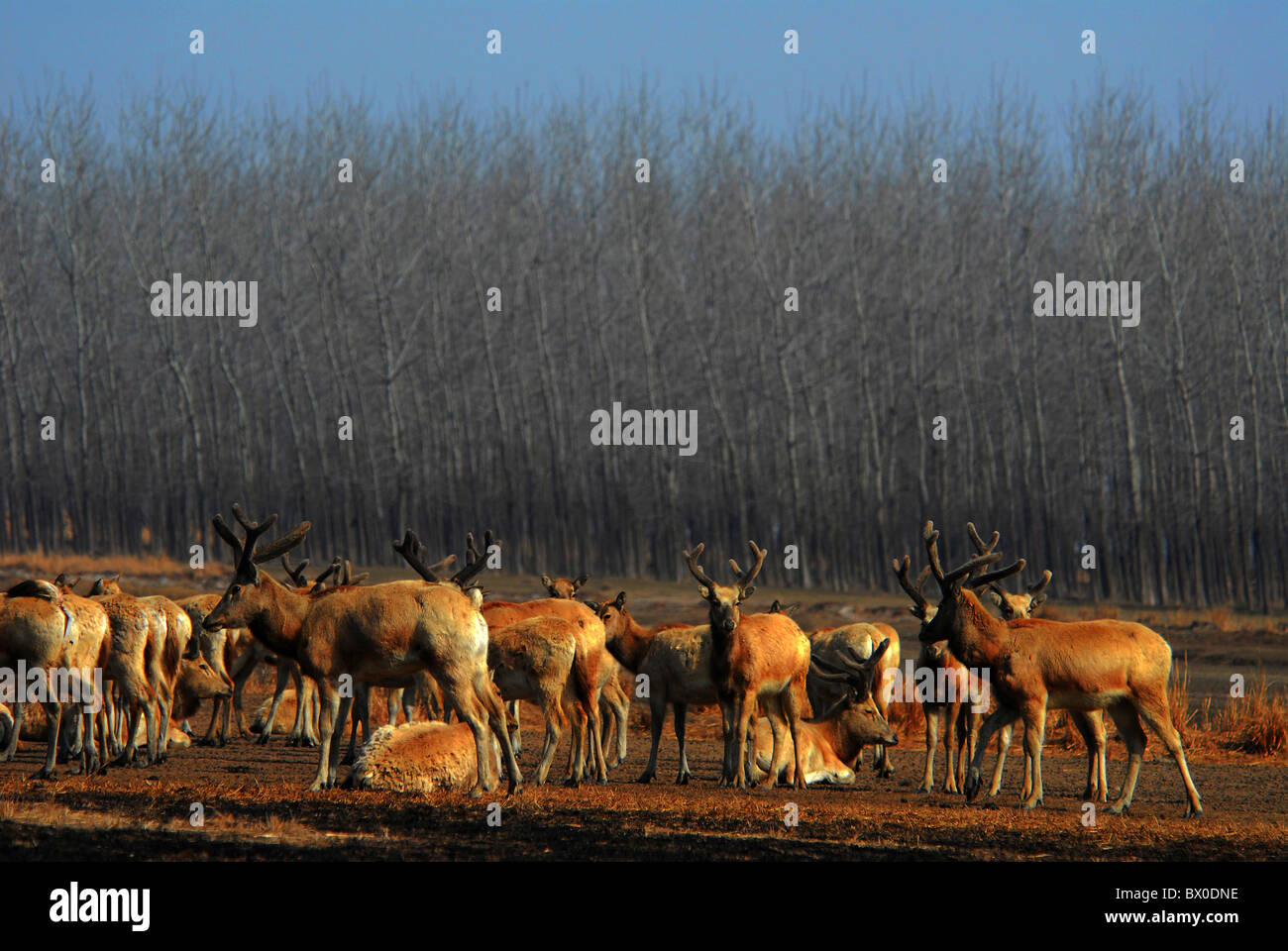 Grassland deer hi-res stock photography and images - Alamy