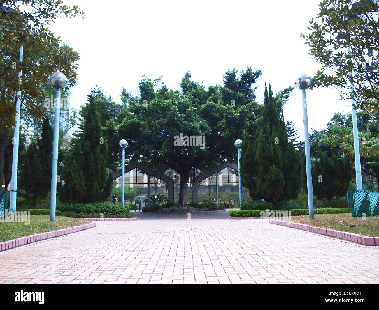 Tree in the middle of the road hi-res stock photography and images - Alamy