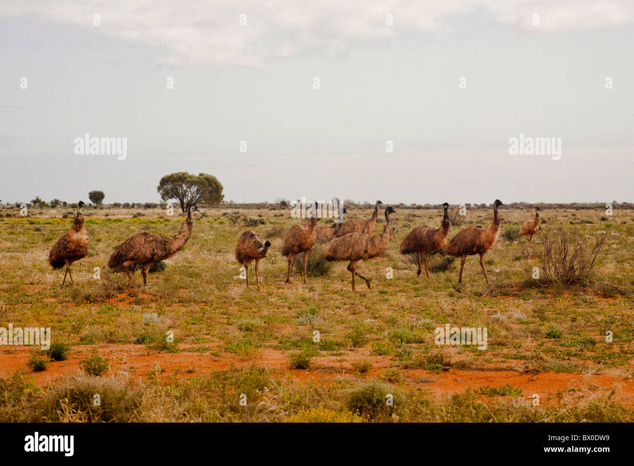 Wild emu grasses and trees australia hi-res stock photography and ...
