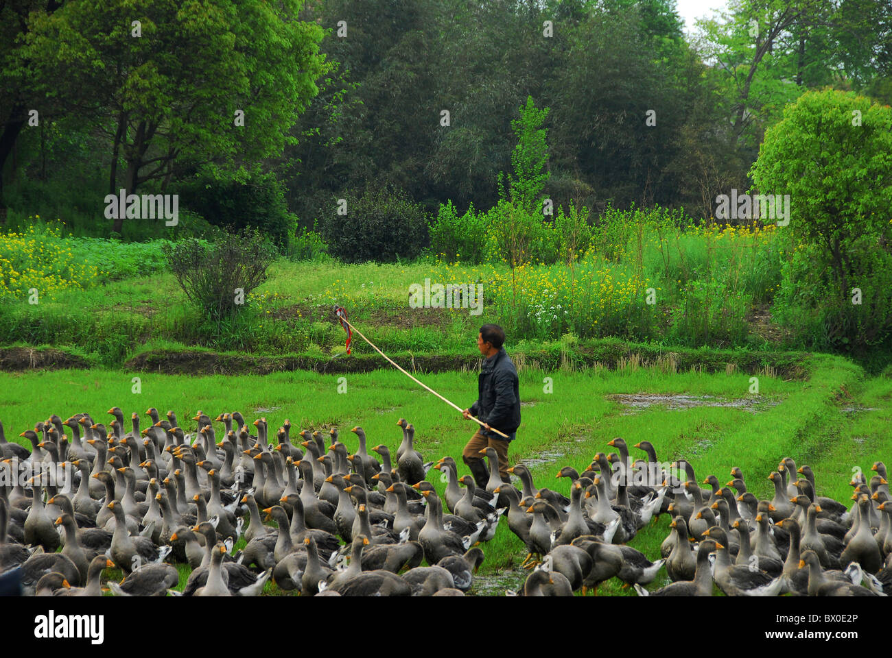 Herding ducks hi-res stock photography and images - Alamy