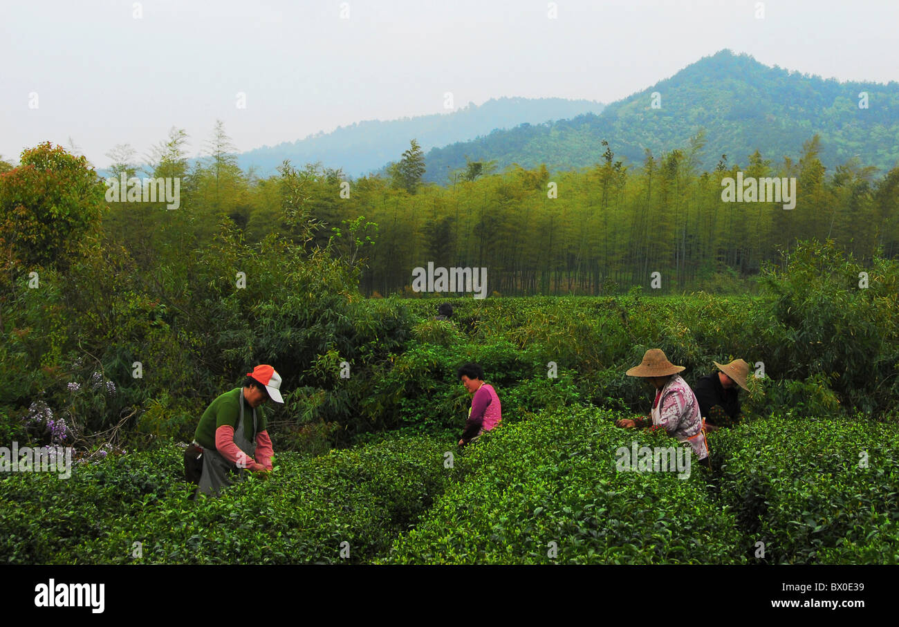 Tea farmers picking tea leaves in Longjing Tea Farm, Hangzhou, Zhejiang ...