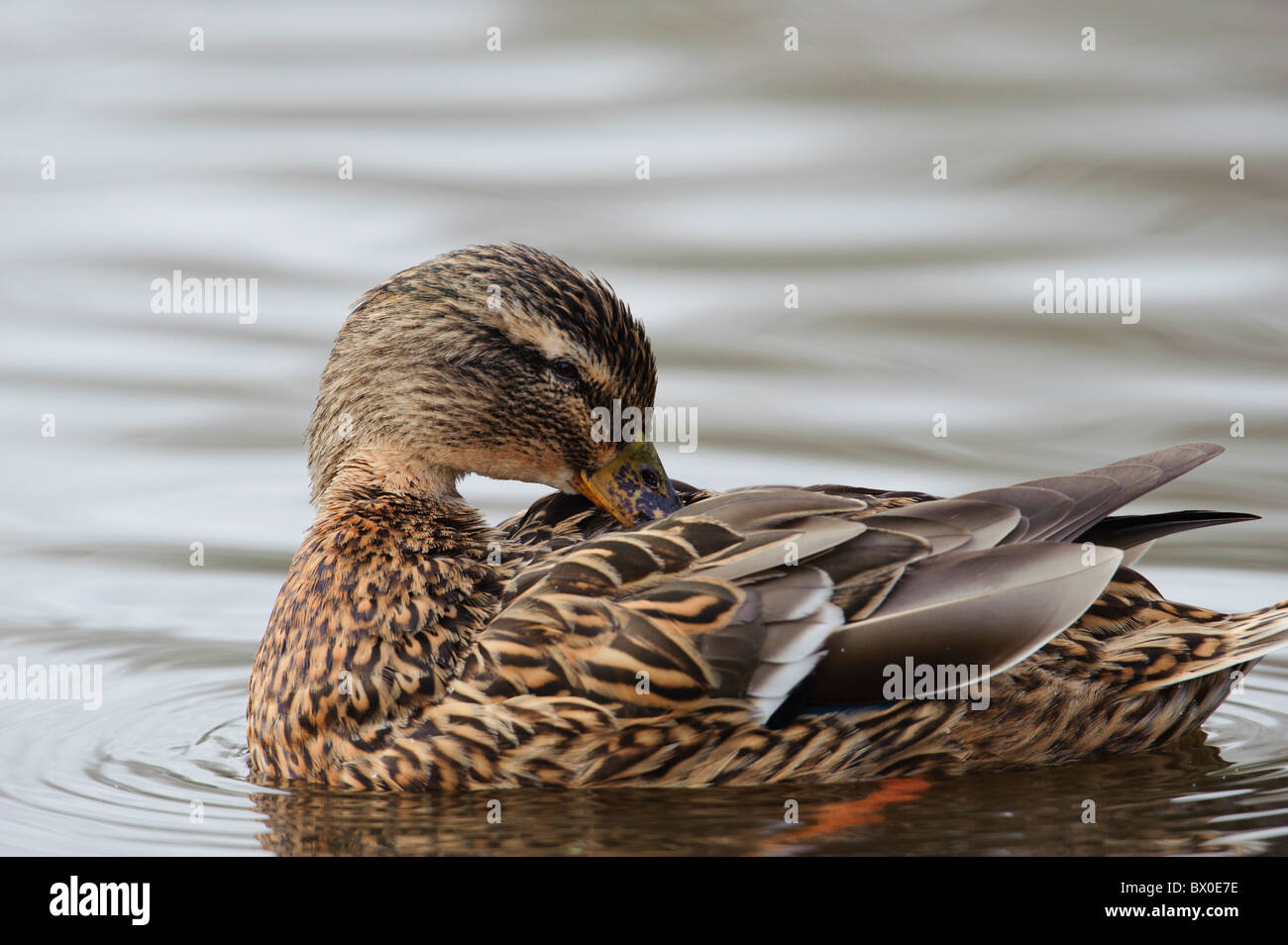 Mallard (Anas platyrhynchos), female preening Stock Photo - Alamy