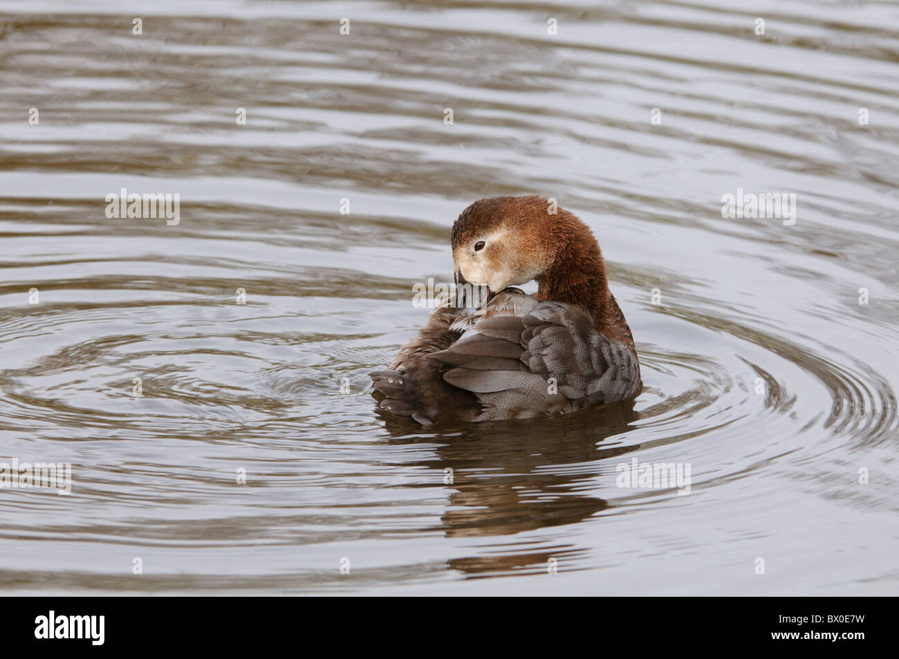Female pochard duck bird hi-res stock photography and images - Alamy