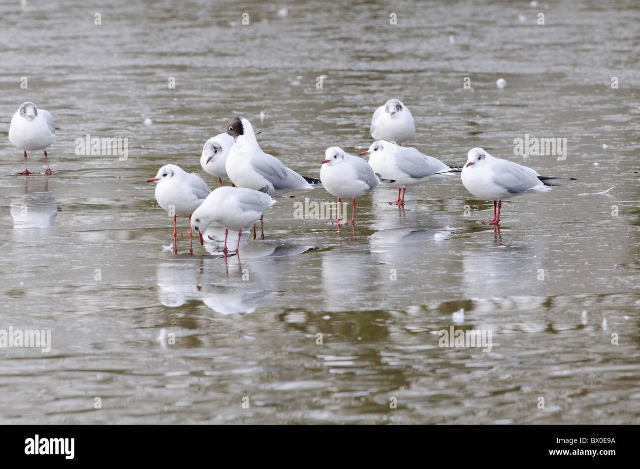 Black-headed Gull (Larus ridibundus), group, winter Stock Photo - Alamy