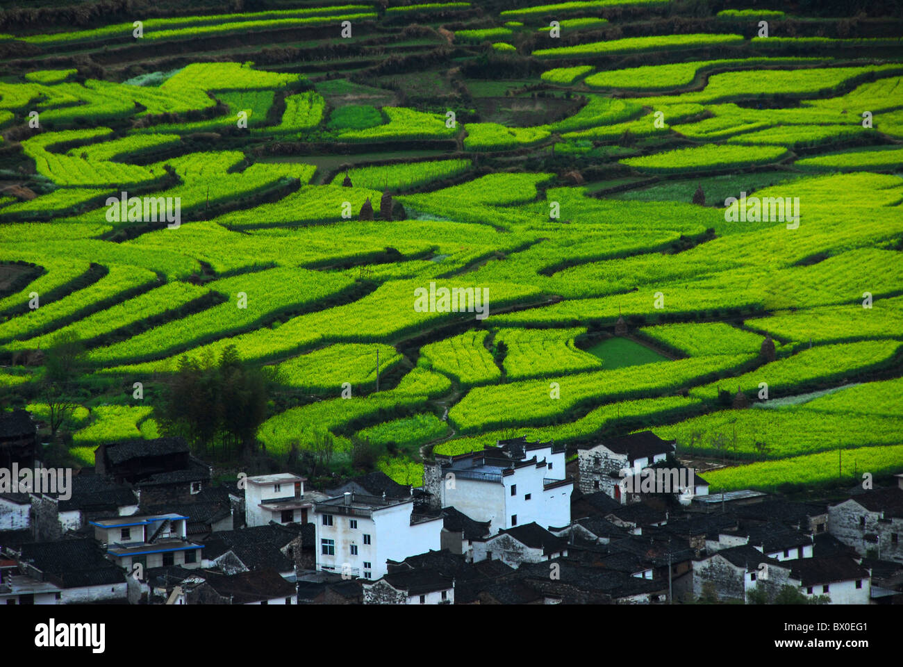 Traditional Hui style homes surrounded by terrace fields, Wuyuan ...